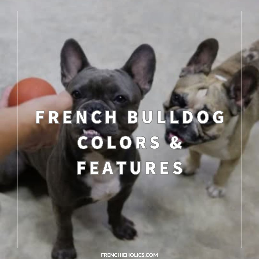 French Bulldog Colors & Features: From Standard to Rare Variations