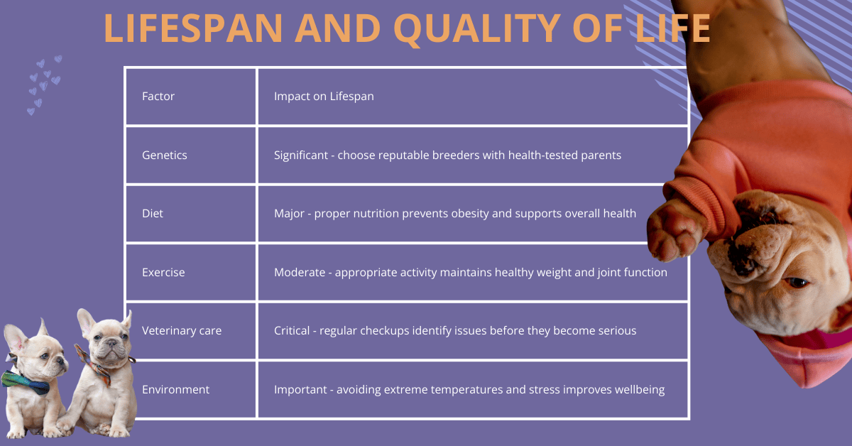Fluffy French Bulldogs: Everything You Need to Know About These Rare ...