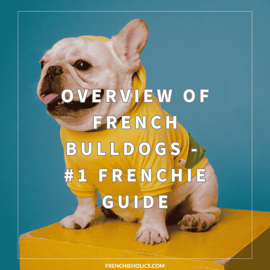 French Bulldogs: The Complete Guide to These Beloved Companions