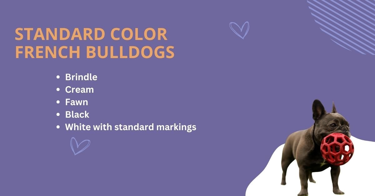 French Bulldog Price Guide 2024: Complete Cost Breakdown