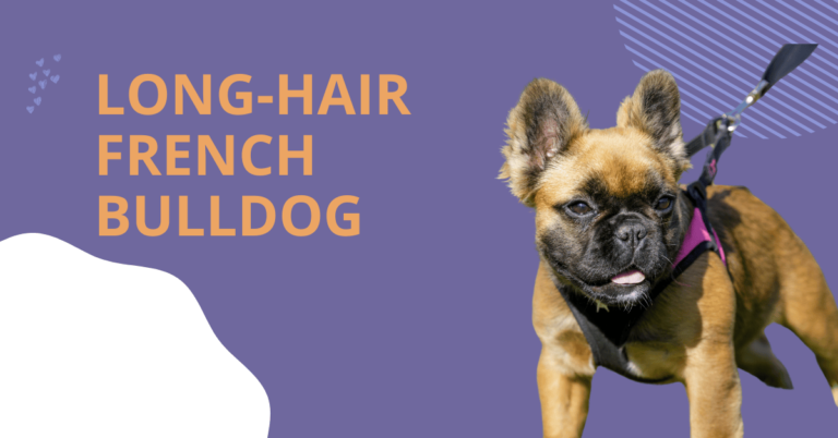 Fluffy French Bulldogs: Everything You Need to Know About These Rare ...