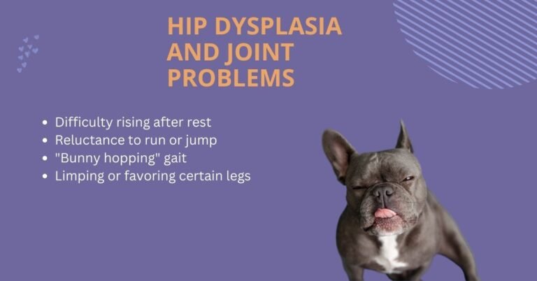 French Bulldog Lifespan: Complete Health Guide - Frenchieholics