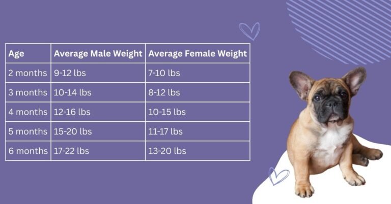 Frenchie #1 Size Guide: Growth Timeline & Weight Charts