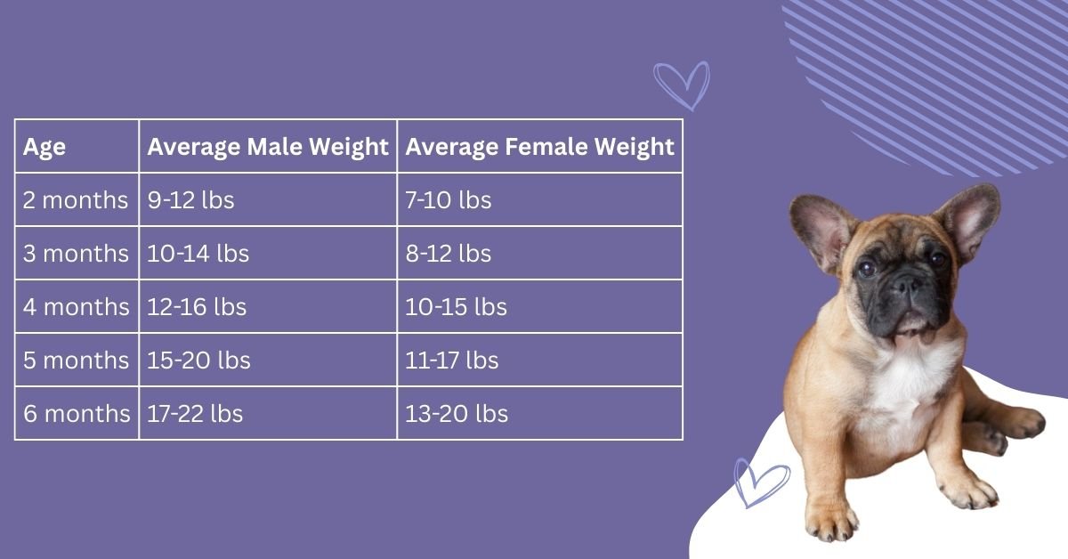 Frenchie #1 Size Guide: Growth Timeline & Weight Charts