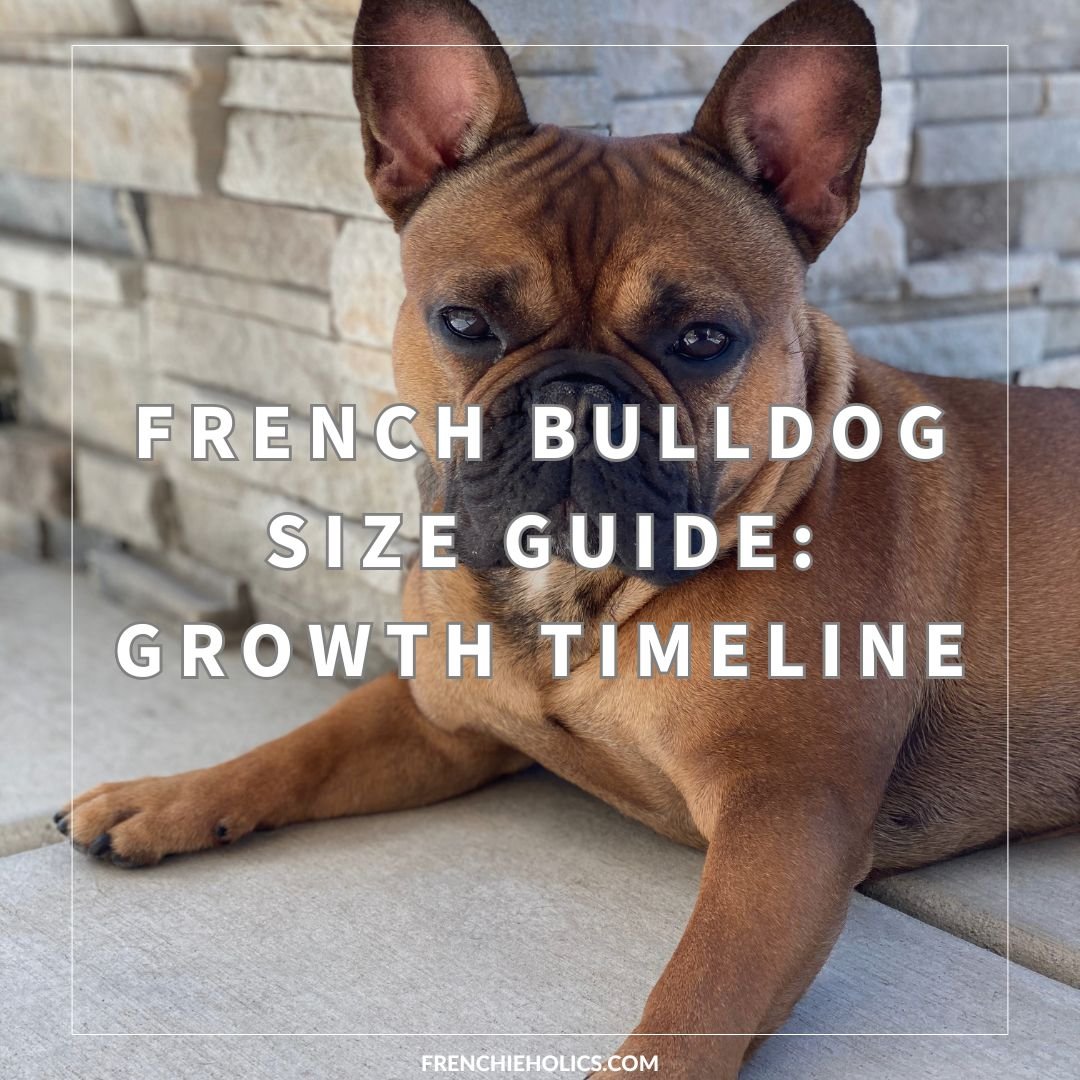 Frenchie #1 Size Guide: Growth Timeline & Weight Charts