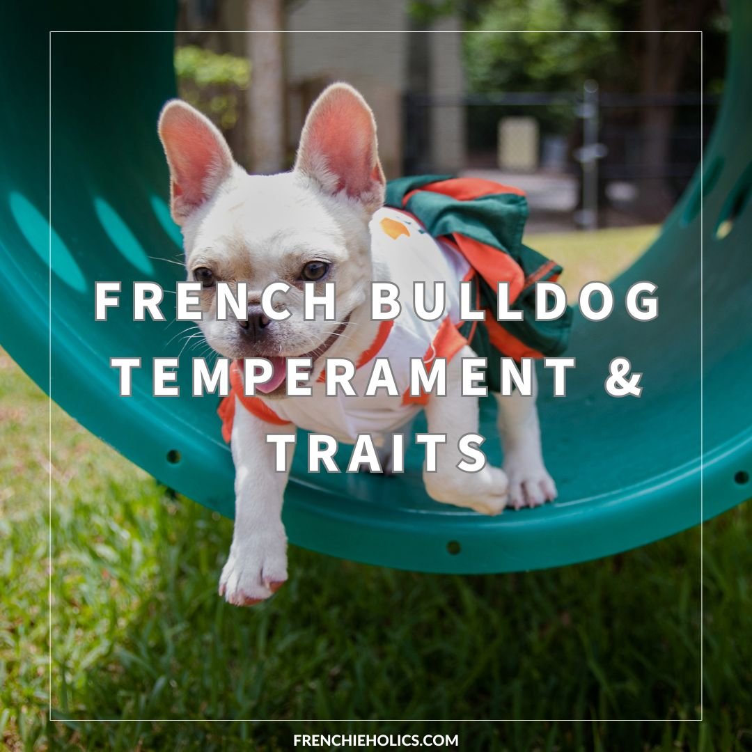 French Bulldog Temperament & Traits: The #1 Complete Guide