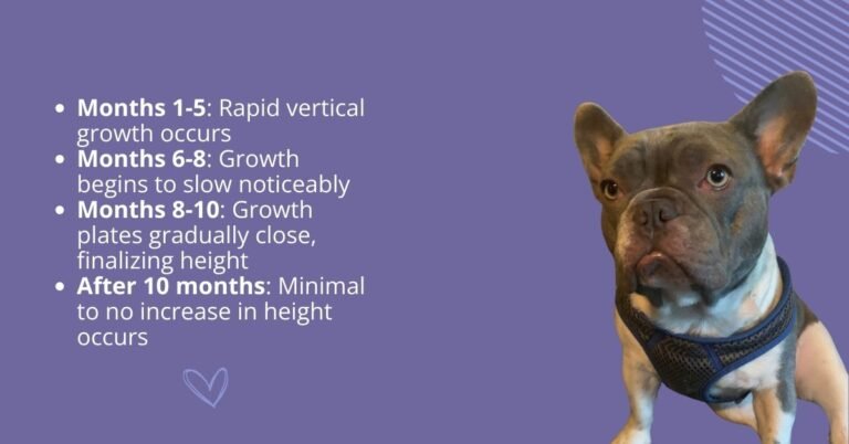 Frenchie #1 Size Guide: Growth Timeline & Weight Charts