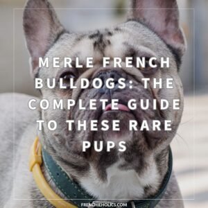 Merle French Bulldogs: The Complete Guide to These Rare Pups