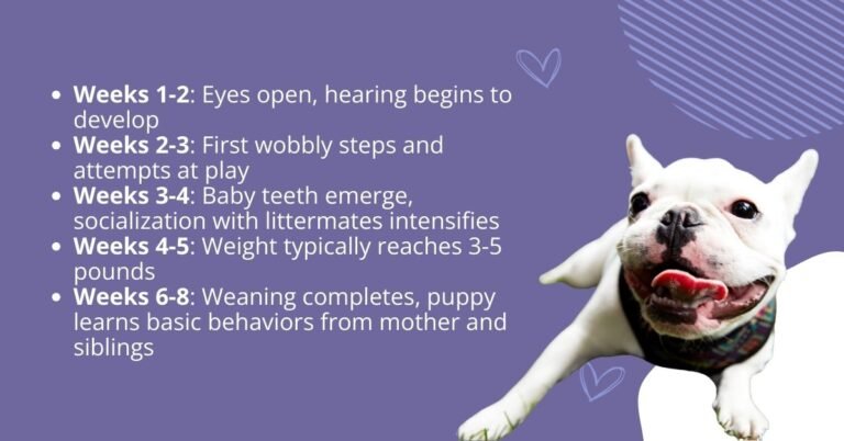 Frenchie #1 Size Guide: Growth Timeline & Weight Charts