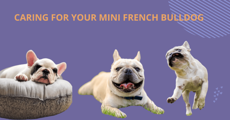 Mini & Micro French Bulldogs: Complete Guide 2025