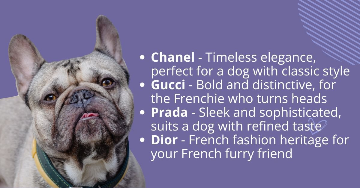 350+ Adorable French Bulldog Names: Find Your Perfect Match!