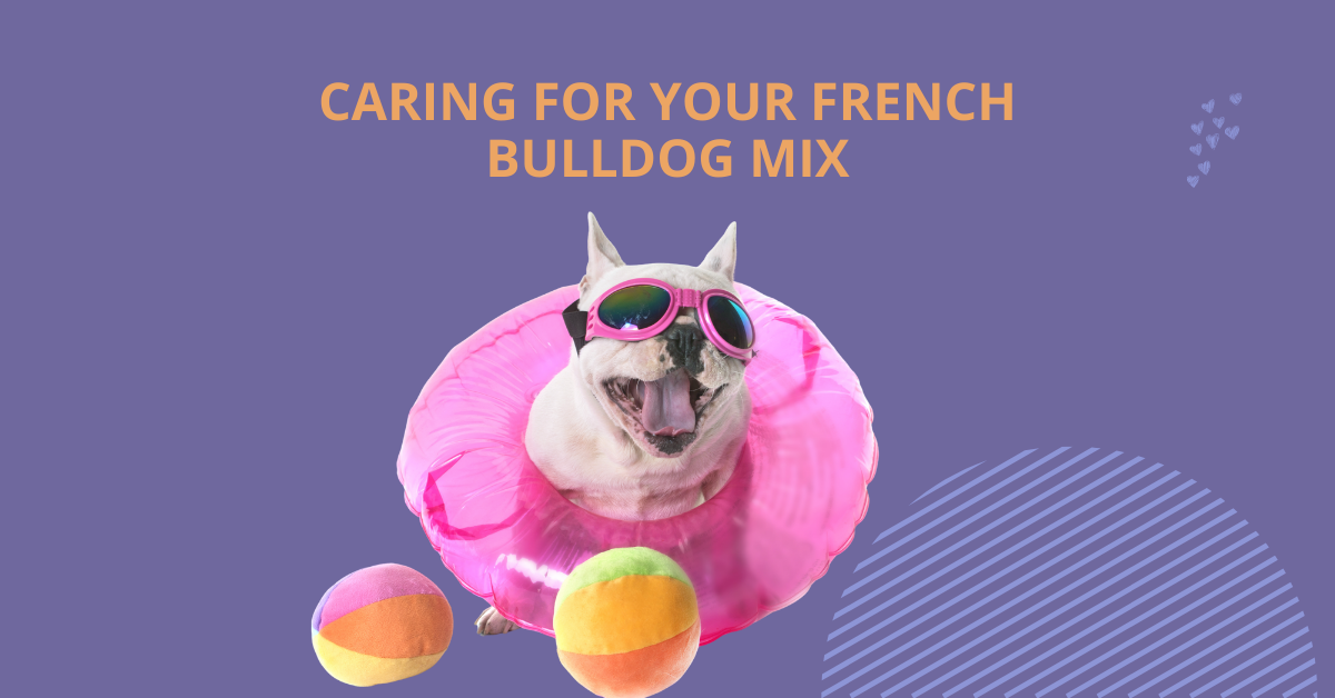 What Are French Bulldogs Mixed With? 15 Popular Frenchie Mixes