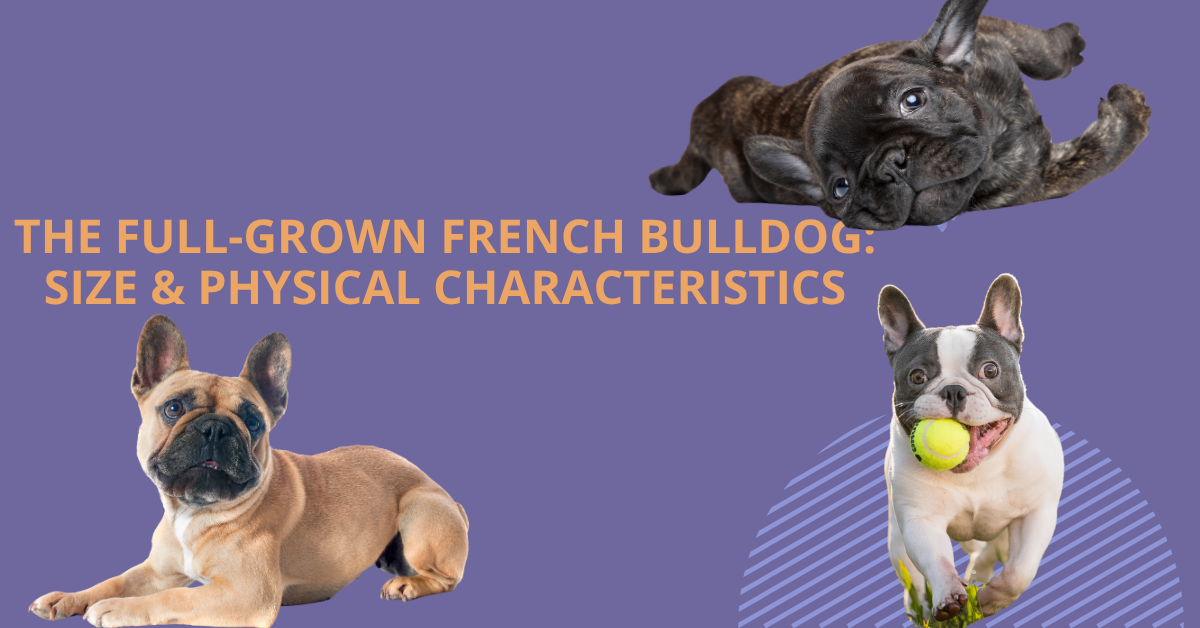Full-Grown French Bulldogs: Complete Size & Care Guide 2025